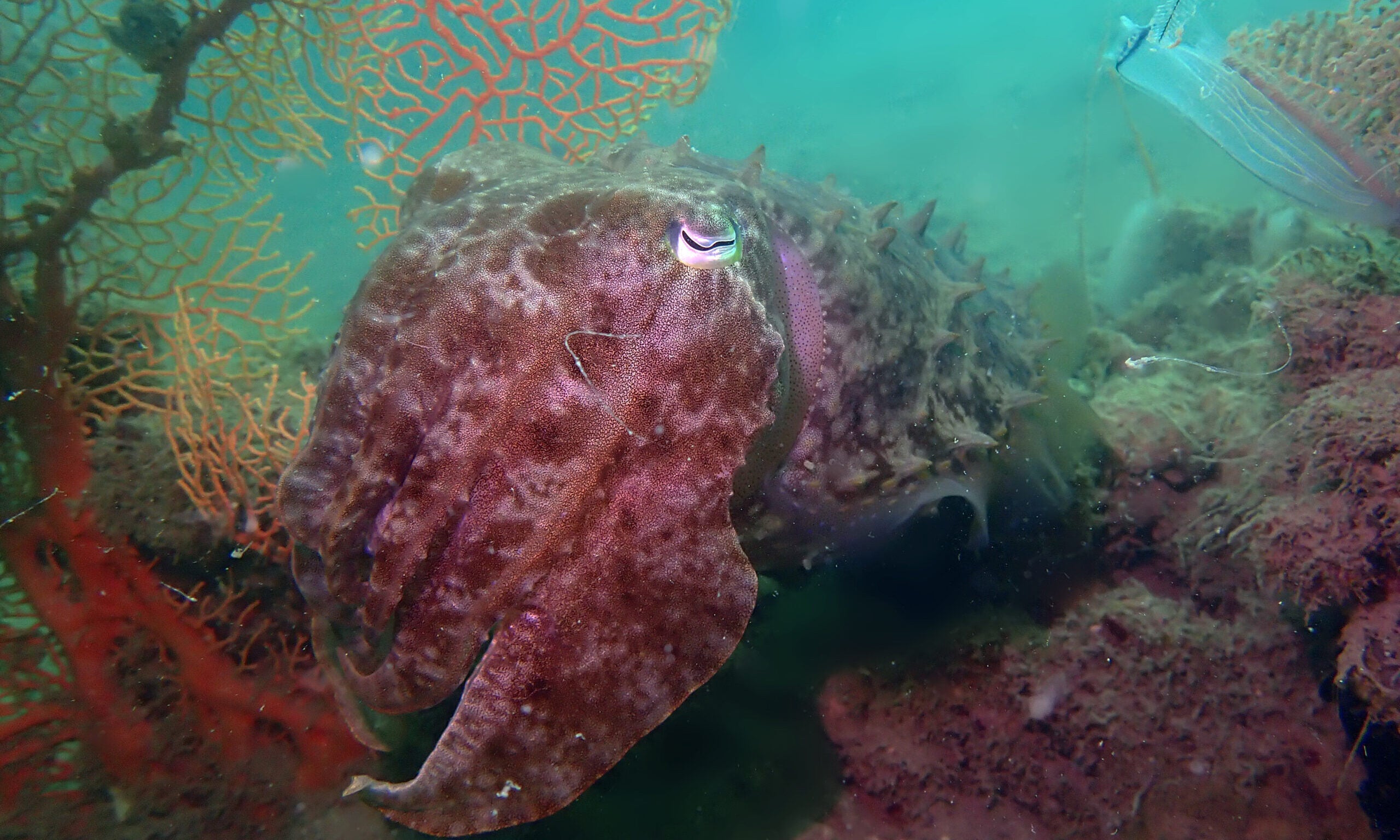 Executive Committee - TMSI